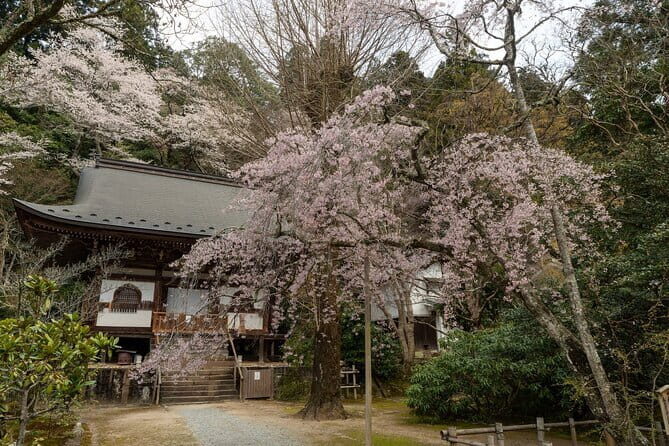 Relaxed Nara Tour from Osaka: Hasedera and Muroji Temples - Who Should Consider This Tour?