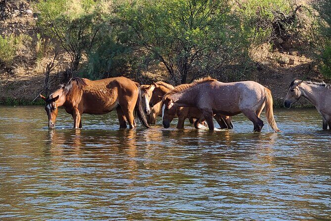 Rent a Paddle Board And Float the Lower Salt River - The Details: What to Expect on Your Paddleboard Trip