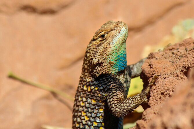 Reptile Hunting in The Sonoran Desert - Authentic Experiences as Highlighted by Reviews