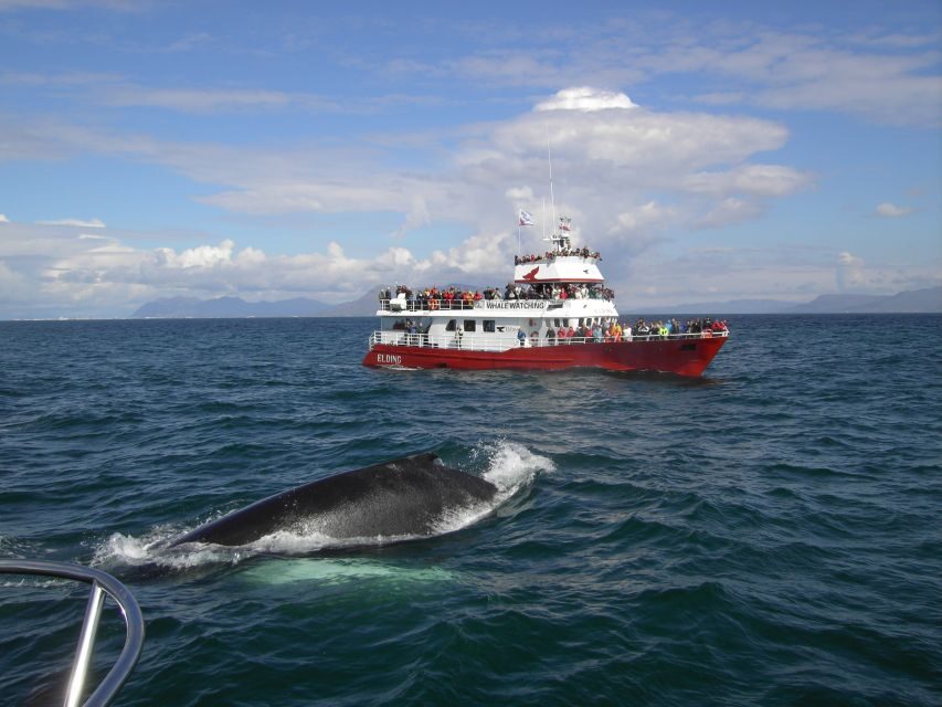 Reykjavik: ATV Ride & Whale Watching Boat Tour - Detailed Breakdown of the Itinerary