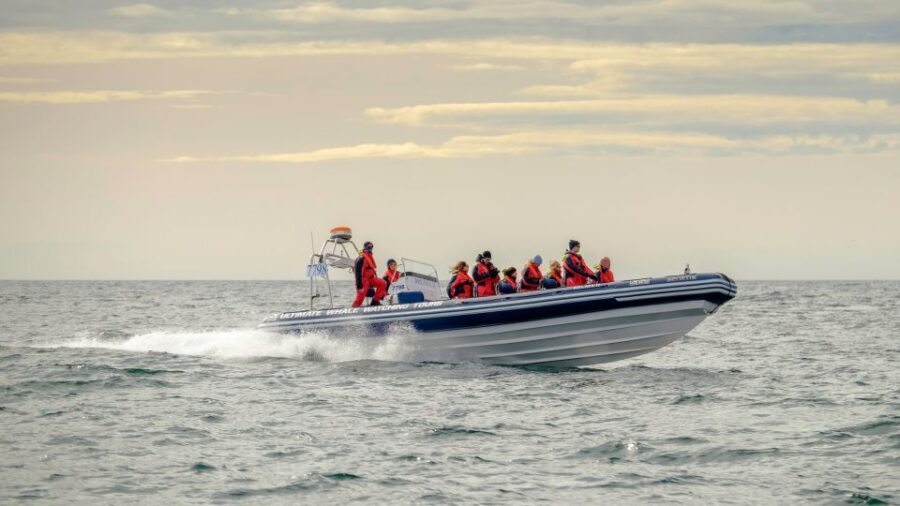 Reykjavik: Premium Whale and Puffin Watching Evening Tour - The Vessel: Small but Capable