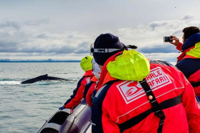 Reykjavik: Whale and Puffin Watching RIB Boat Tour - Who Will Love This Tour?