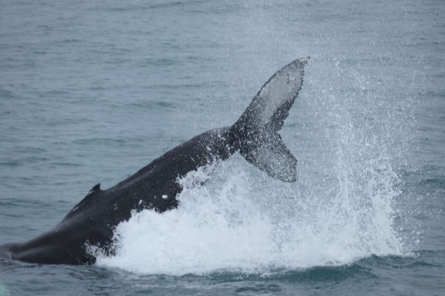 Reykjavik: Whale Watching & Northern Lights Combo Cruise - A Deep Dive into the Experience