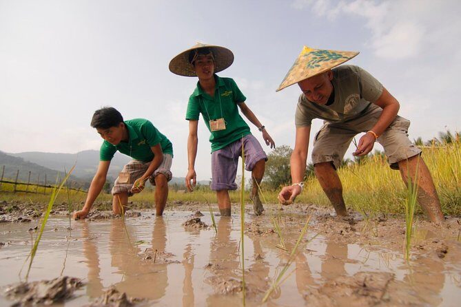 Rice is Life Experience & Kuang Si Waterfall - Luang Prabang full day tour - The Morning: Rice in the Fields