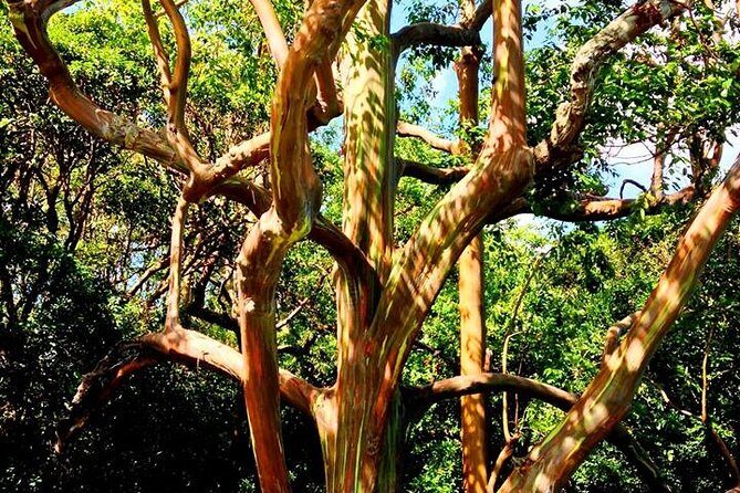 Road to Hana Private Jungle Tour with Lahaina Side pick up - Who Will Love This Tour?