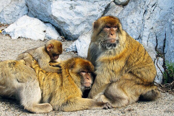 Rock Tour in Gibraltar by Bus with Tickets - Logistics and Practical Tips