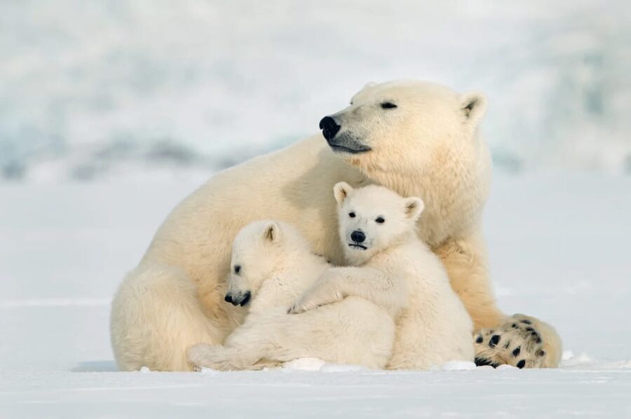 Rovaniemi: Arctic Animals Sleigh Rides and Wildlife Zoo - Summary: The Value Proposition in a Nutshell