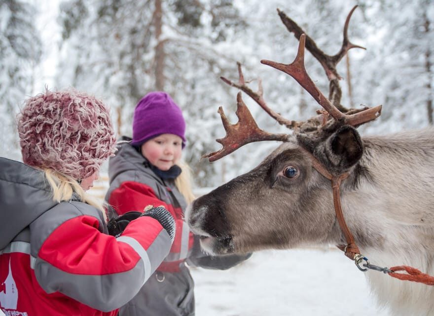 Rovaniemi: Arctic Reindeer Experience with Lunch - Exploring the Arctic Forest and Reindeer in Rovaniemi