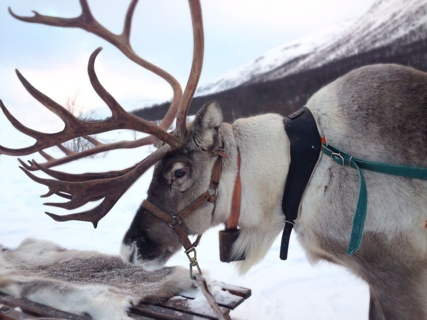 Rovaniemi: Authentic Reindeer Farm Visit and Sleigh Ride - In-Depth Look at What to Expect