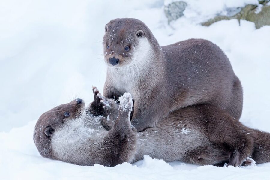 Rovaniemi: Day at Ranua Wildlife Park Arctic Zoo - The Lunch and Cultural Stops