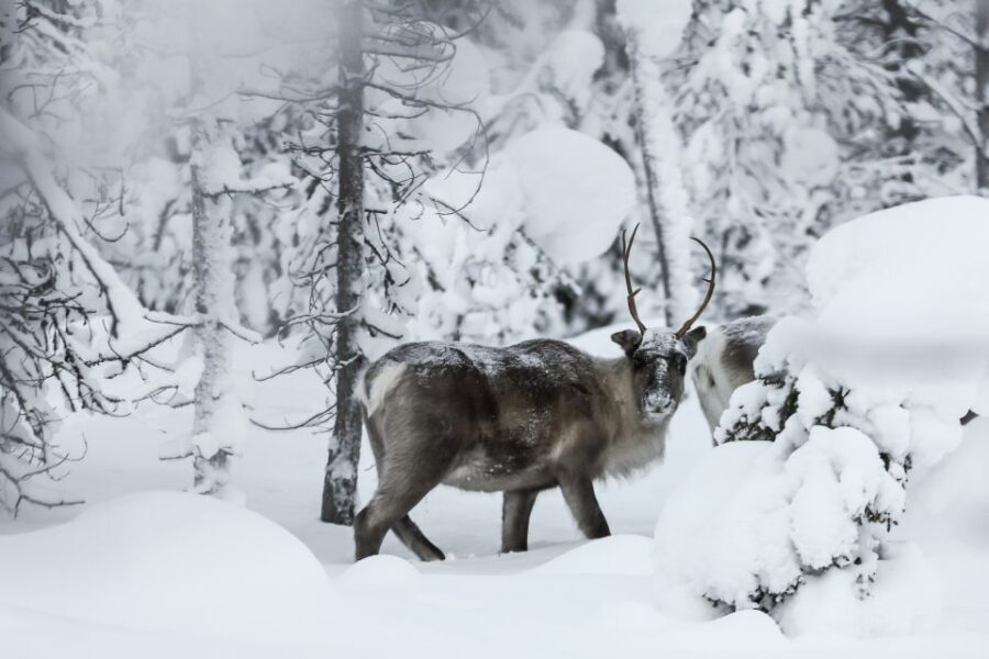 Rovaniemi: Daytime Reindeer Sleigh Ride - Is It Worth the Price?