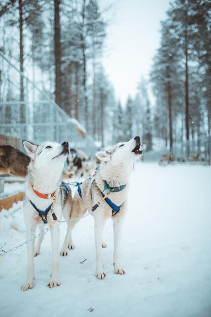 Rovaniemi: Early Winter Husky Sled Ride - The Experience Breakdown