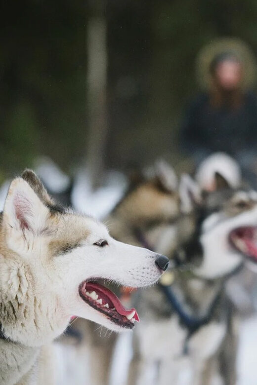 Rovaniemi: Family Friendly Husky Ride and Farm Visit - The Farm Environment and Additional Highlights