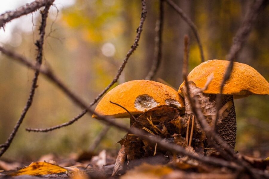 Rovaniemi forest foraging adventure: Pick, Prepare, Savor - What to Expect at Each Step