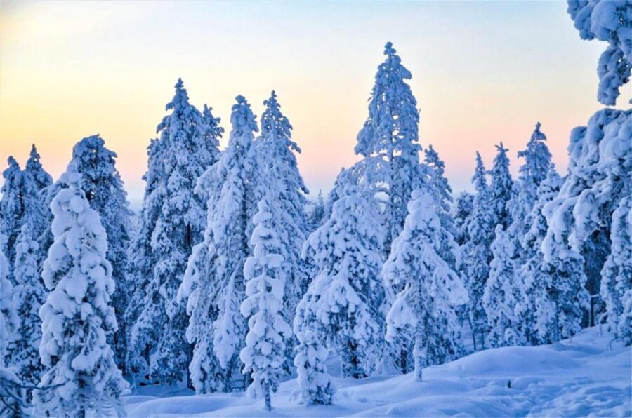 Rovaniemi: Guided Wilderness Snowmobile Ride - Final Thoughts