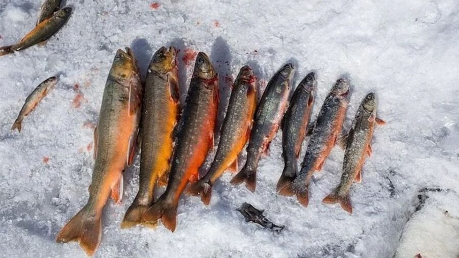 Rovaniemi: Half-Day Snowmobile & Ice Fishing Experience - Analyzing the Value