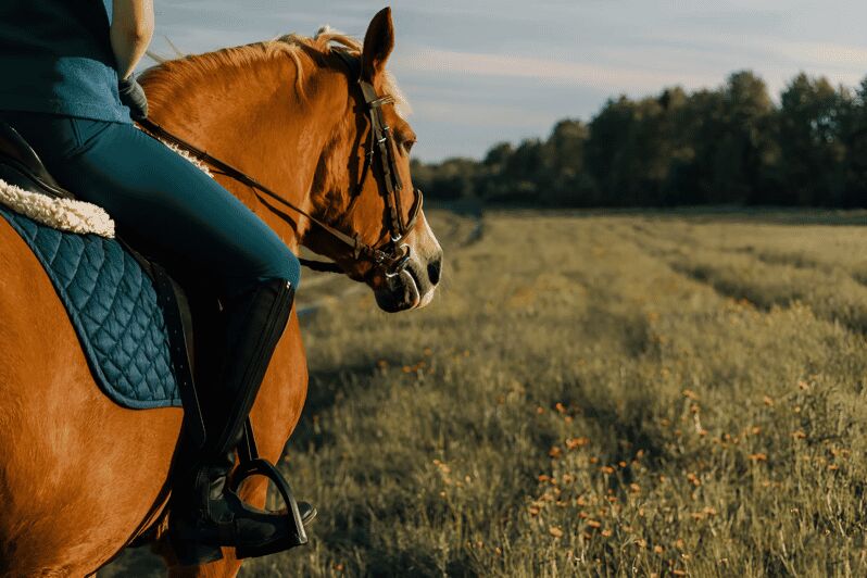 Rovaniemi: Horse Riding in Arctic Wilderness - An In-Depth Look at the Horseback Riding Tour in Rovaniemi