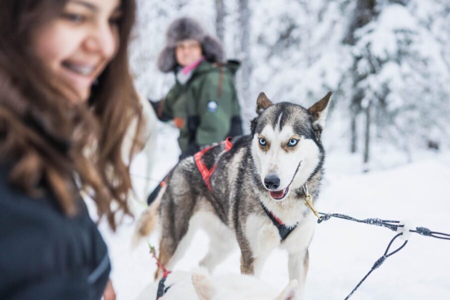 Rovaniemi: Husky Farm Visit with a Sledge Ride - The Value of the Experience