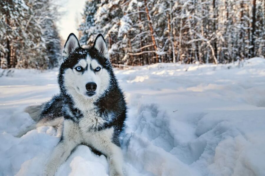 Rovaniemi: Husky Safari on a Snowy Trail - Why This Tour Appeals Most