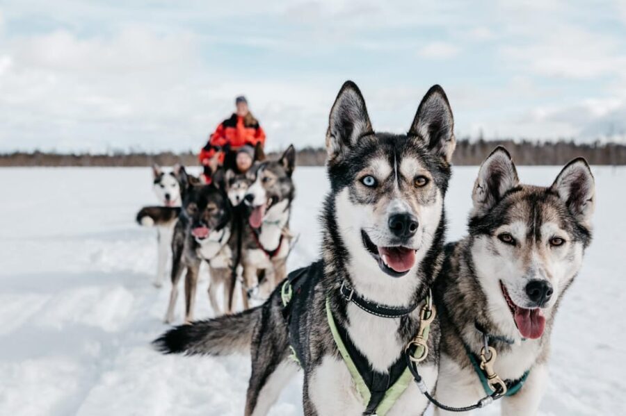 Rovaniemi: Husky Sled Ride and Farm Visit - Authentic Encounters with Huskies