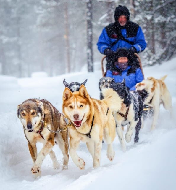 Rovaniemi: Husky Sled Ride and Farm Visit - Who Will Love This Tour?