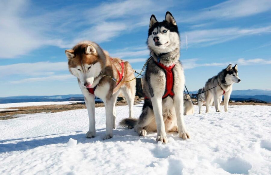Rovaniemi: Husky Sled Ride with Hotel Transfer - A Thorough Look at the Tour Experience