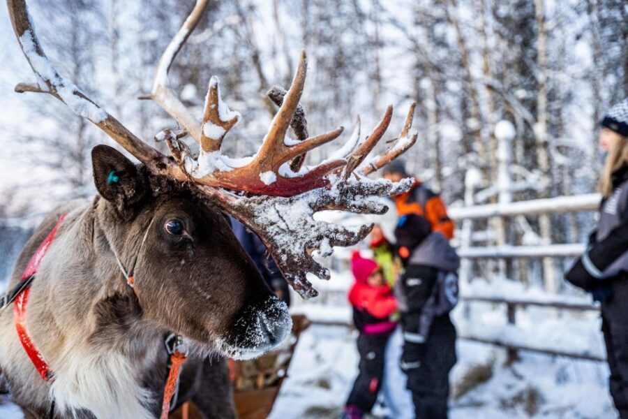 Rovaniemi: Local Reindeer Farm Visit with Sleigh Ride - The Itinerary in Detail