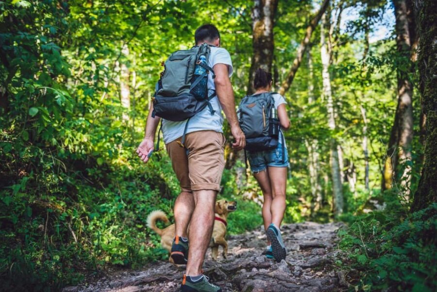 Rovaniemi: Magical Forest Hiking Adventure Tour & BBQ - The Sum Up