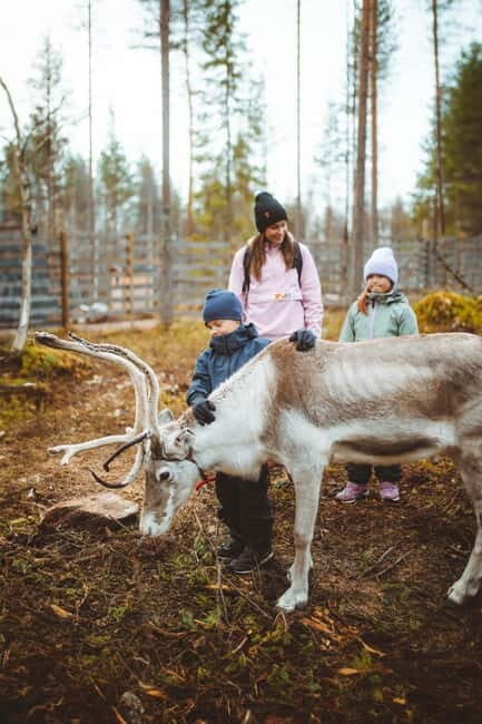 Rovaniemi: Meet and Feed Reindeer - Is It Worth the Price?