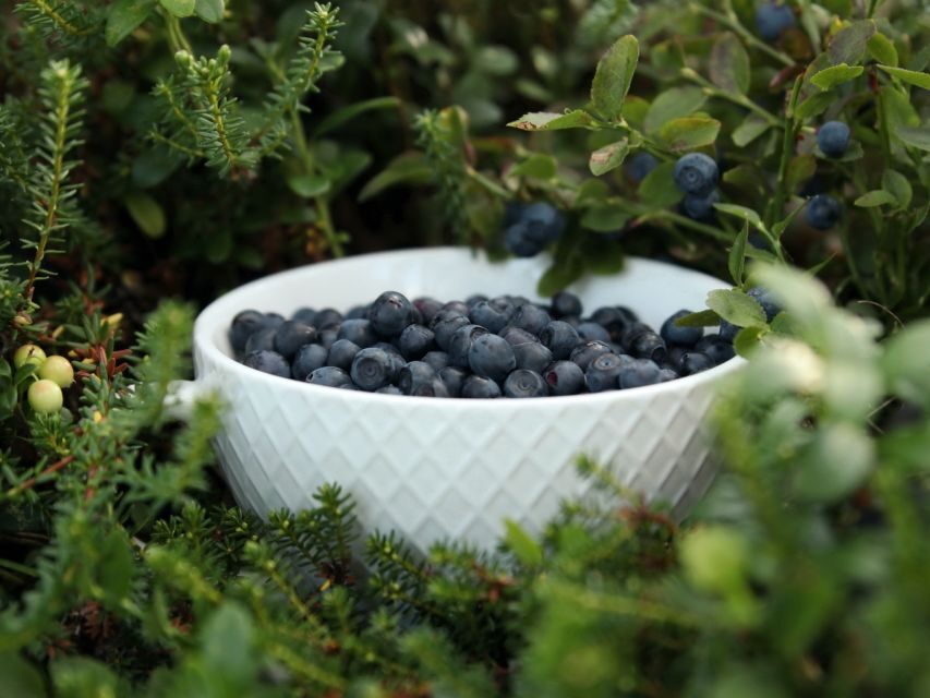 Rovaniemi: Mushrooms & Wild Berries Picking Tour - What You Can Expect from the Tour
