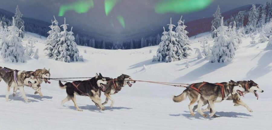 Rovaniemi: Northern Lights and Husky Sleigh Ride - Final Thoughts