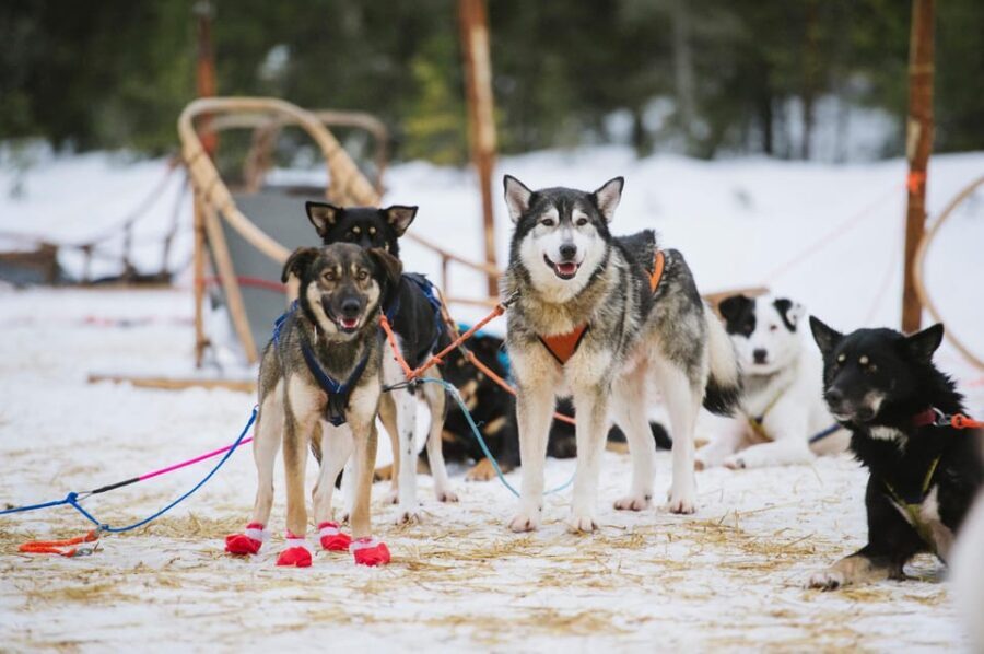 Rovaniemi: One Hour Husky Experience - Who Will Love This Tour?