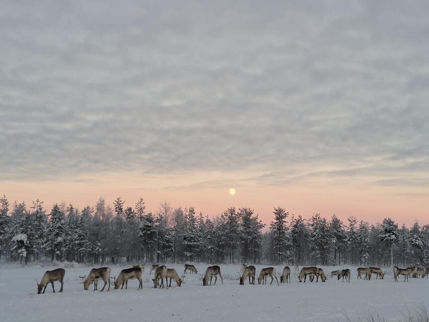 Rovaniemi: Private reindeer farm visit & culture experience - Who Should Consider This Tour?