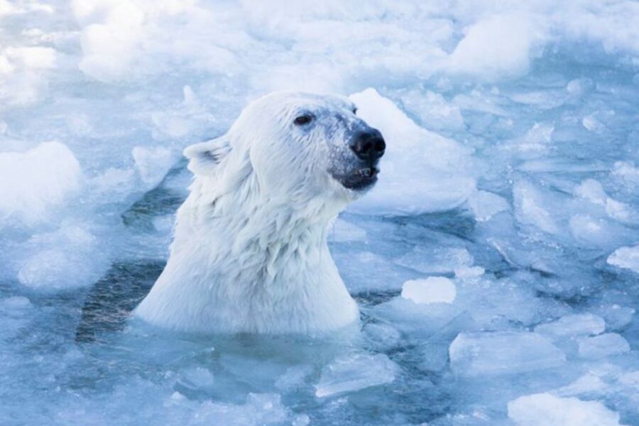 Rovaniemi: Ranua Zoo Entry Ticket w/ Walking Tour and Lunch - The Sum Up