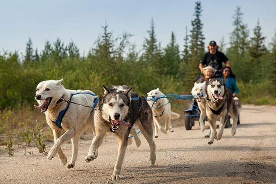 Rovaniemi: Ranua Zoo Entry Ticket with BBQ Picnic - Who Should Consider This Tour?