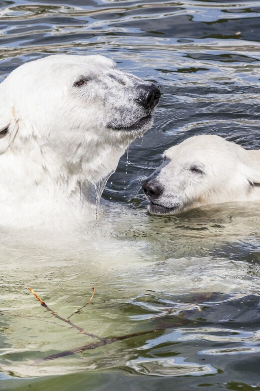 Rovaniemi: Ranua Zoo Visit with Lunch - The True Value of the Tour