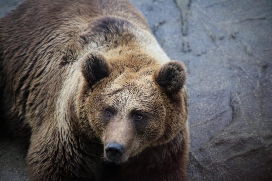 Rovaniemi: Ranua Zoo Wildlife Park Tour with hotel pickup - The Value of This Experience