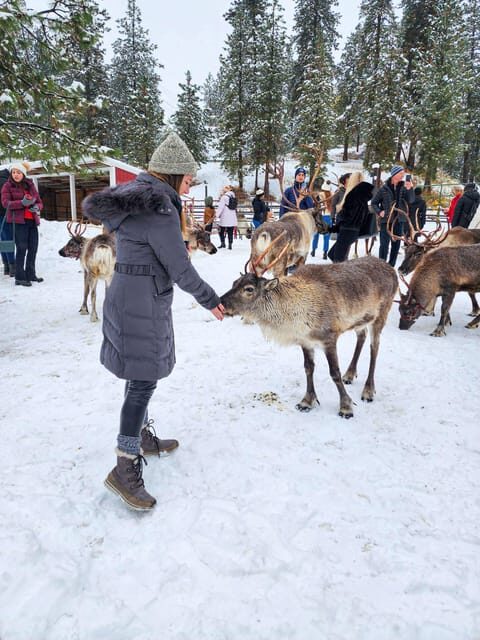Rovaniemi: Reindeer Farm Visit and Sleigh Ride with transfer - Practical Tips for Participants