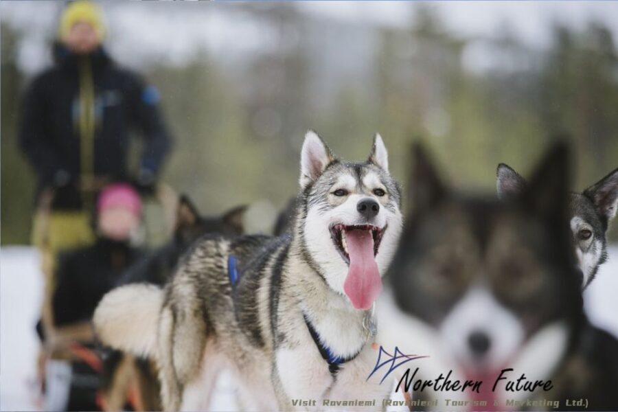 Rovaniemi: Reindeer, Huskies, Santa's Pets & Aurora Hunt - In-Depth Look at the Itinerary