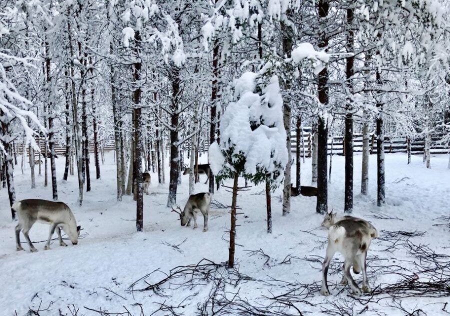 Rovaniemi: Reindeer Sleigh Ride with Hot Drink and Cookies - Who This Tour Is Perfect For