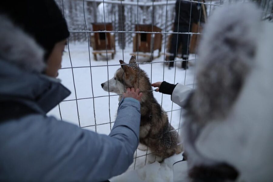 Rovaniemi: Santa Claus Village Tour Huskies & Reindeer ride - Who Will Love This Tour?