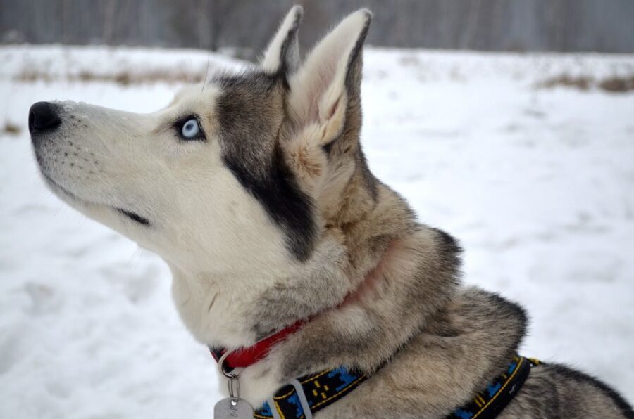 Rovaniemi: Self-Drive Husky Sleigh Ride Adventure - What to Expect: The Itinerary Breakdown