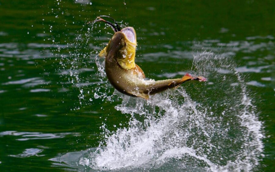 Rovaniemi: Summer Fishing Tour in Arctic Nature & BBQ - Who Is This Tour Best For?