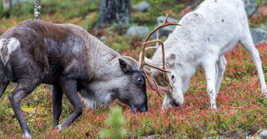 Rovaniemi: Summer Reindeer Farm Experience - Who is This Tour Best For?