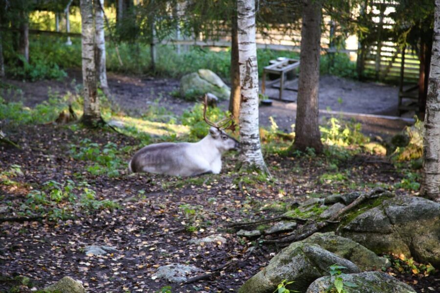 Rovaniemi: trip to the Ranua Zoo (transportation, tickets) - FAQ
