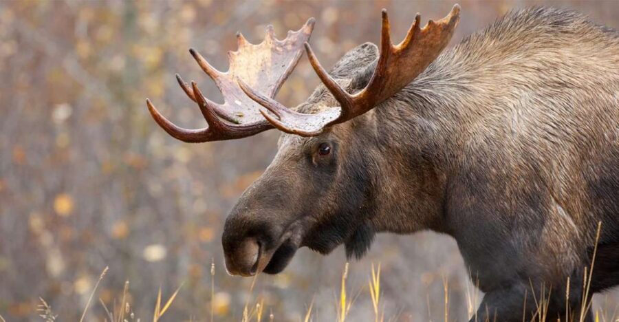 Rovaniemi: Wild Moose Safari - What to Expect During the Safari