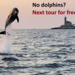 Rovinj: Dolphin Watching Sunset Speedboat Tour with Drinks - Analyzing the Value