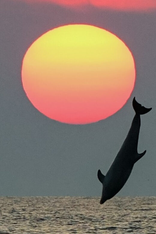 Rovinj: Family Friendly Dolphin Watching Tour - Is It Worth It?