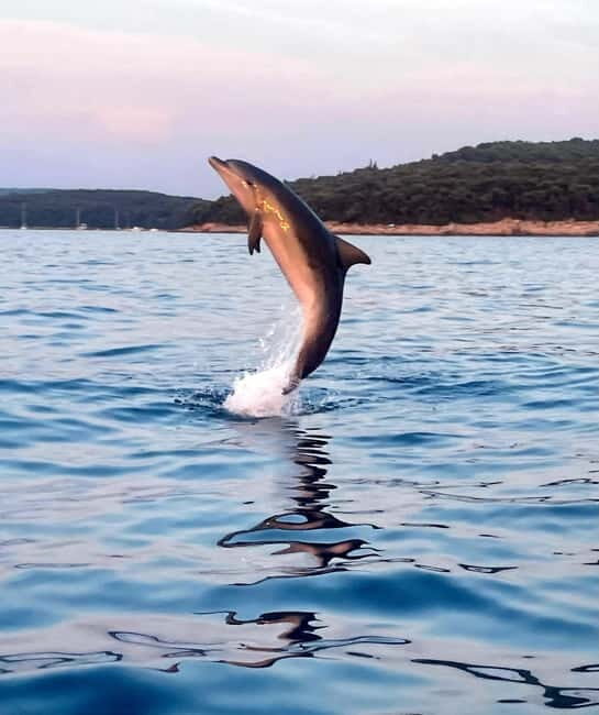 Rovinj: Shared Dolphin and Sunset Tour with Drinks - What’s Included and What’s Not