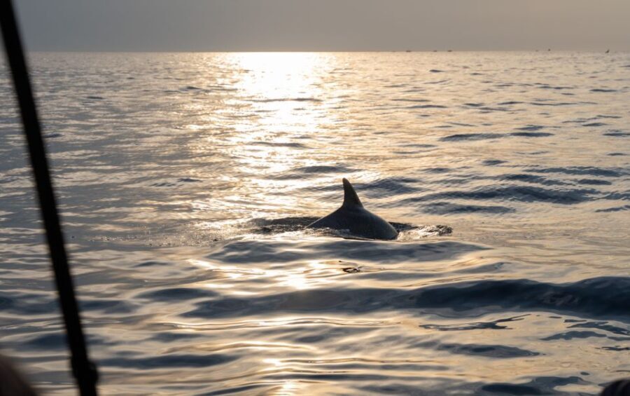 Rovinj: Sunrise Dolphins & Fishermen at Work Speedboat Tour - Who Will Enjoy This Tour?